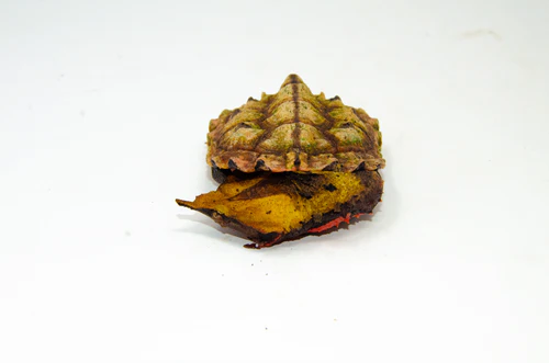 Buy Amazonian Mata Mata Turtle (3″–5″) — Chelus fimbriatus for Sale USA